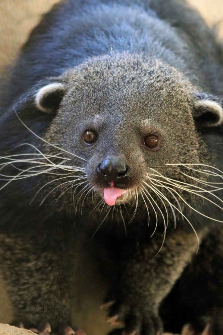 January’s Featured Animal: The Binturong