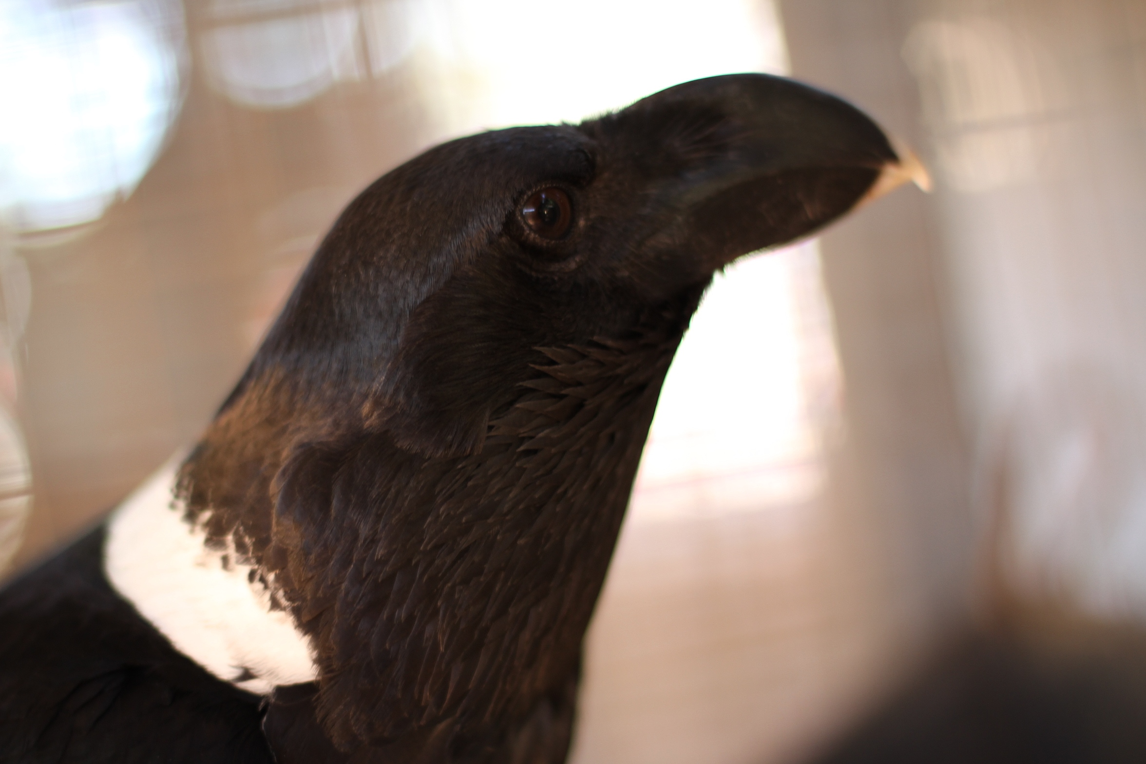 White-Necked Raven - Zoo & Snake Farm New Braunfels