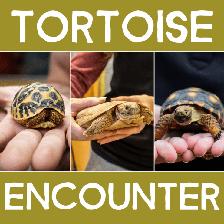 Animal Encounters - Animal World & Snake Farm Zoo