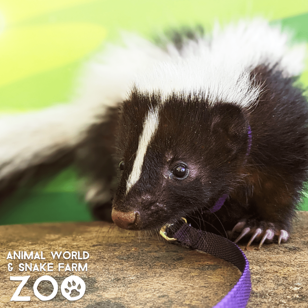 Skunk & Camel Combo - Zoo & Snake Farm New Braunfels